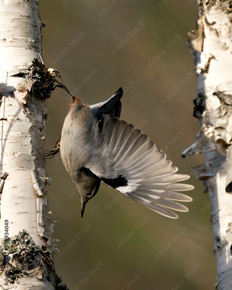 White-Breasted Nuthatch bird photo stock. White-Breasted Nuthatch bird ...