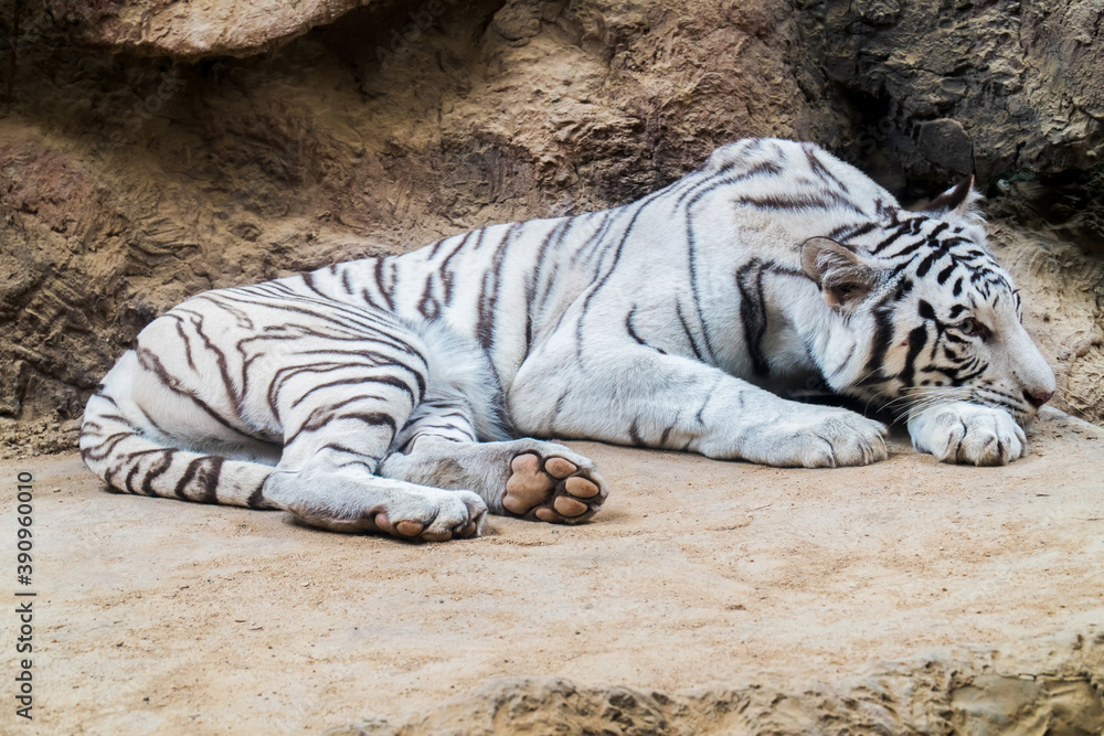 Closeup white tiger sleeping in cage background. White bengal tiger ...