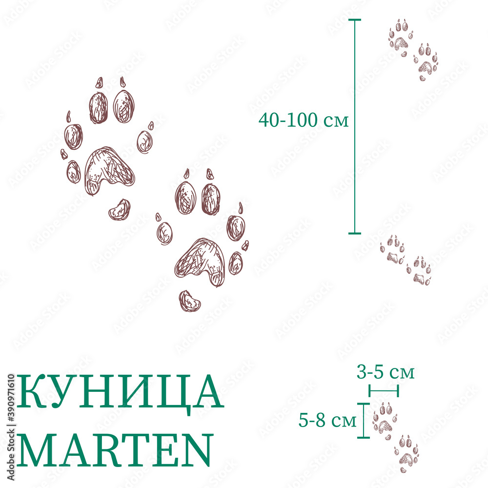 sequin marks. size of the sequin marks. vector image of the paws of the ...