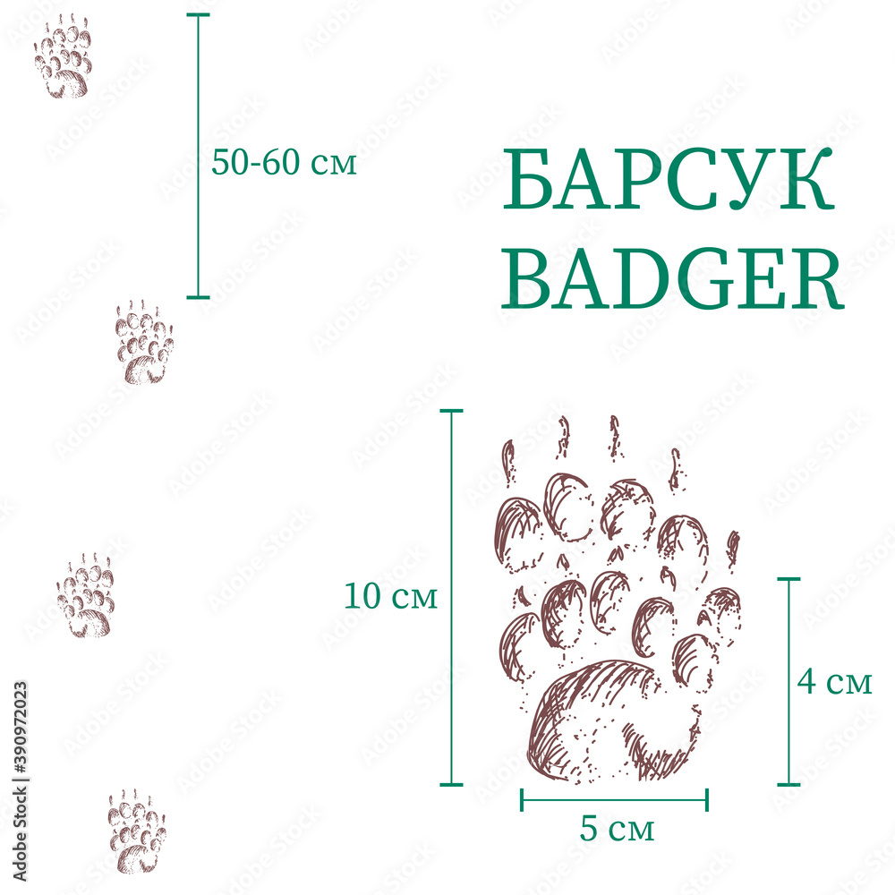 badger marks. size of badger marks. vector image of animal paws. traces ...