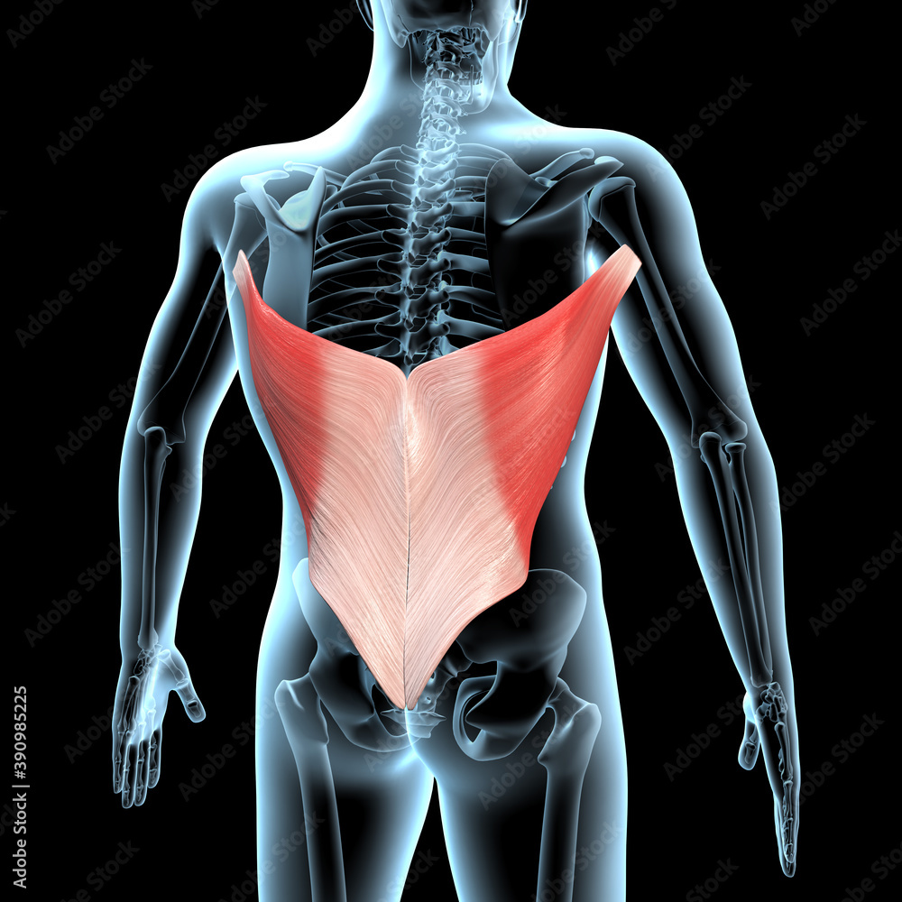 Anatomical Position Muscles
