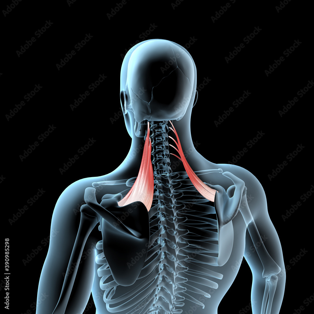 3d Illustration of the Levator Scapulae Muscles Anatomical Position on ...