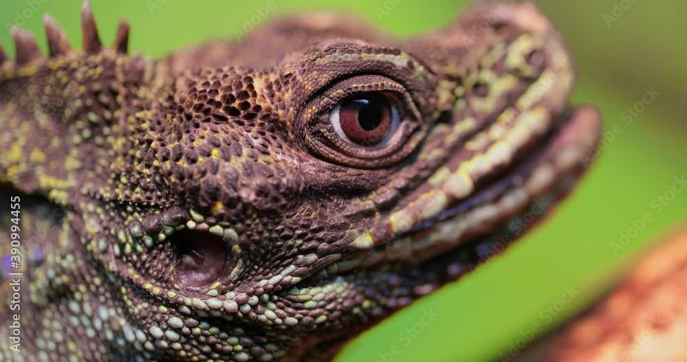 Philippine sailfin lizard, crested lizard, sail-fin lizard, sailfin ...