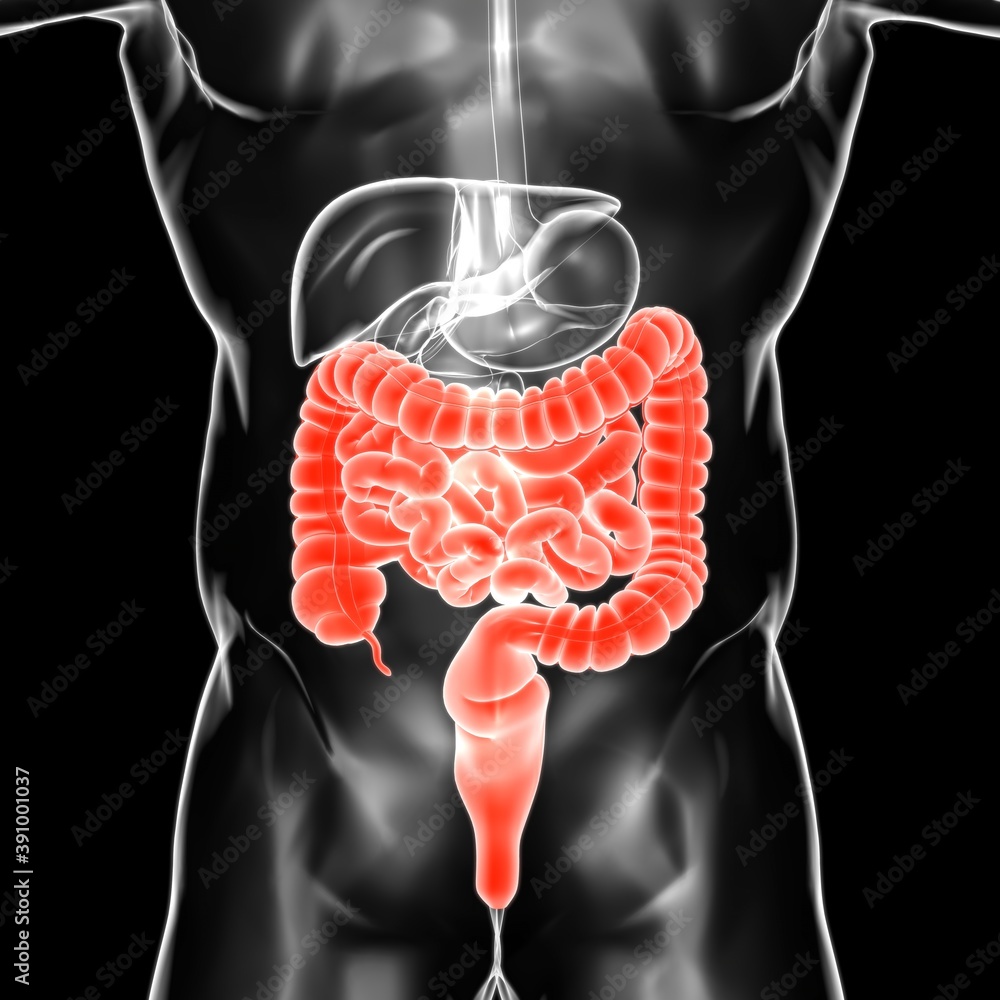 Small and Large Intestine 3D Illustration Human Digestive System ...