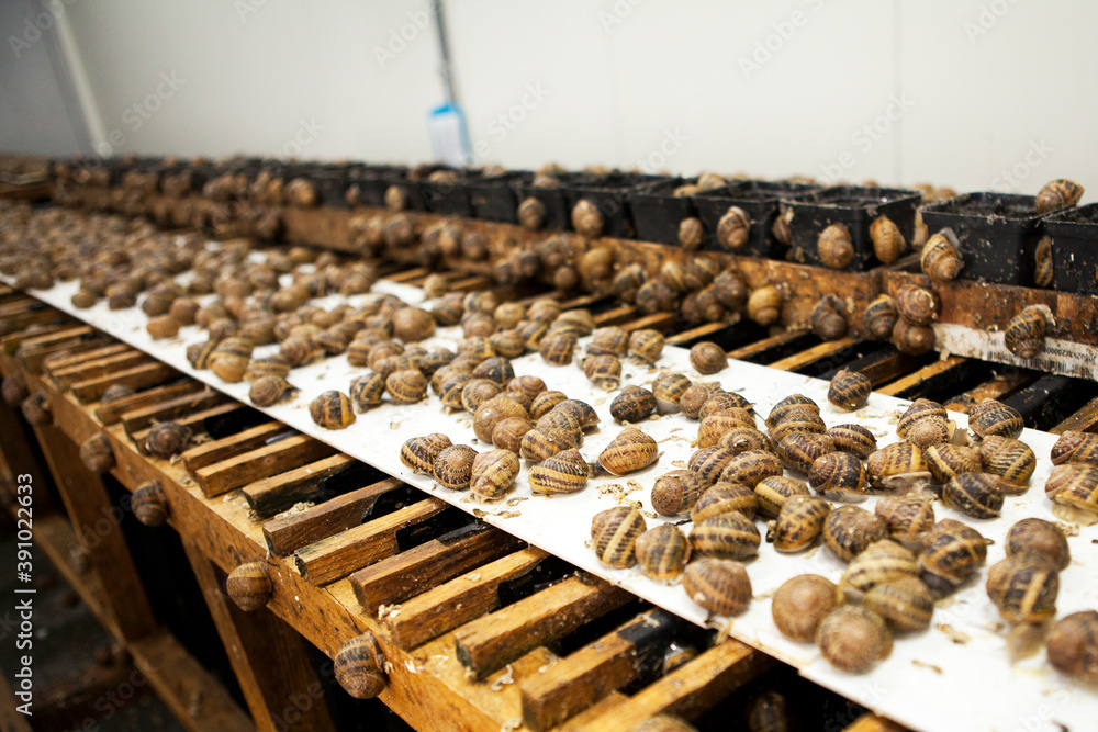 Helix Aspersa Muller, Maxima snail, organic farming, Farm Snail, which ...