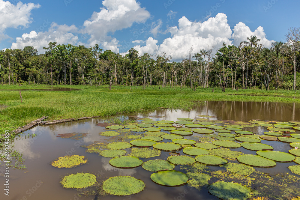 Amazon Rainforest Water Lily