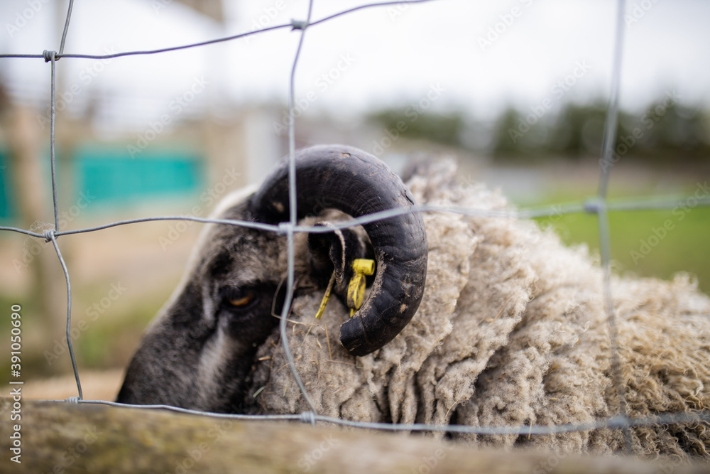 Lateral view of a horned black and white sheep behind a square knot ...