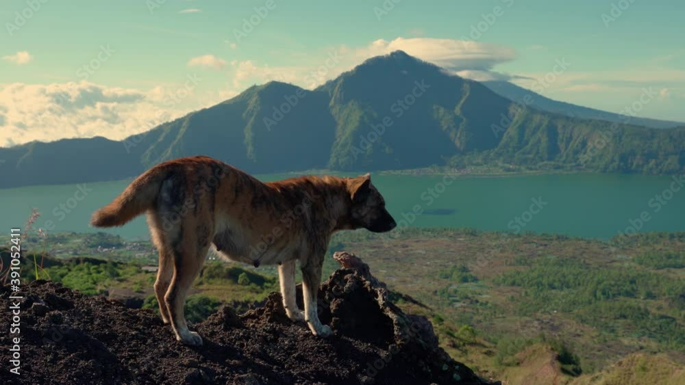 Kintamani volcano Bali tourist attraction or Mount Batur is one of the ...