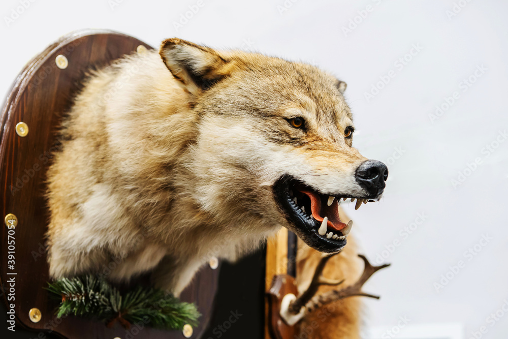 The head of a wolf. A scarecrow of a wild animal hangs on the wall ...