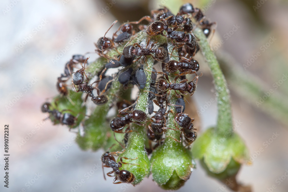 Large group of Pheidole pallidula ants farming aphids on a plant Stock ...