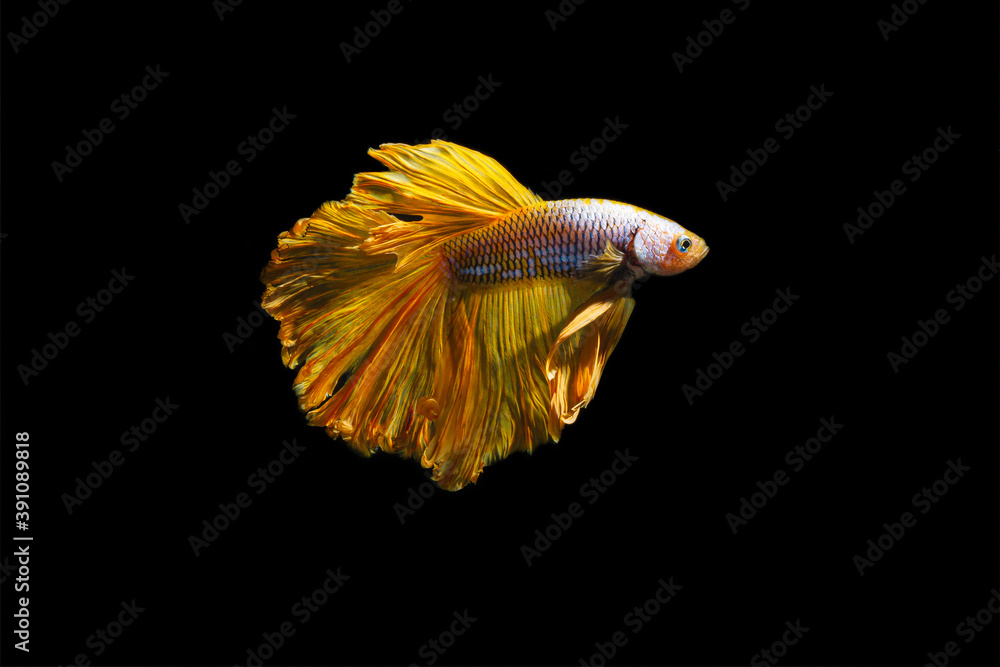 Multi color Siamese fighting fish(Rosetail)(half moon),fighting fish ...