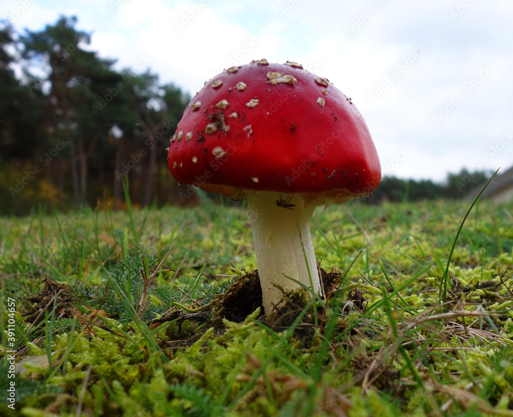 Ein Fliegenpilz auf einer Wiese. Unter der Kappe hängt eine Mücke ...