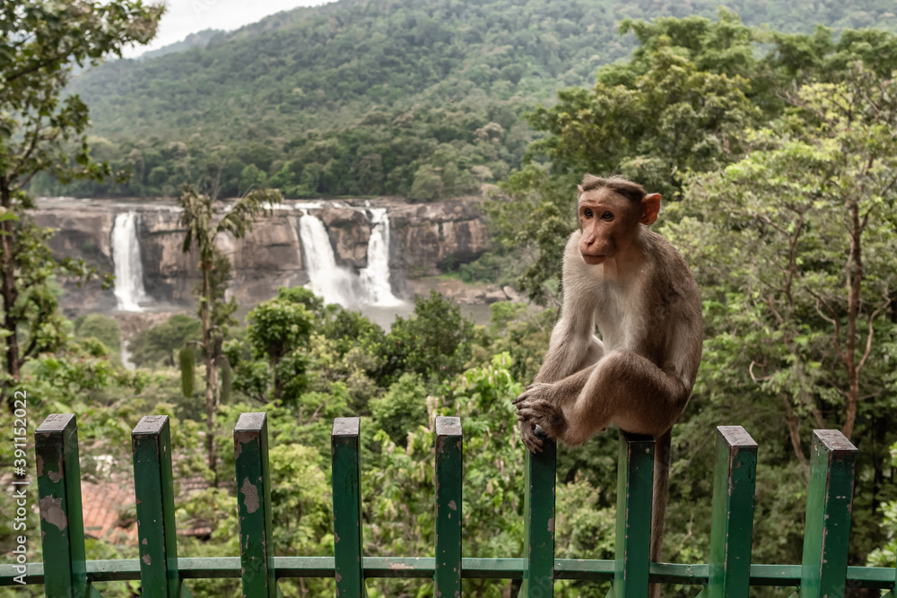 Wild macaque monkey with Athirappilly waterfalls at background Stock ...