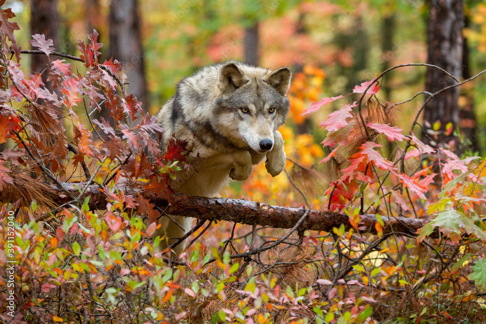Gray Wolf Jumping