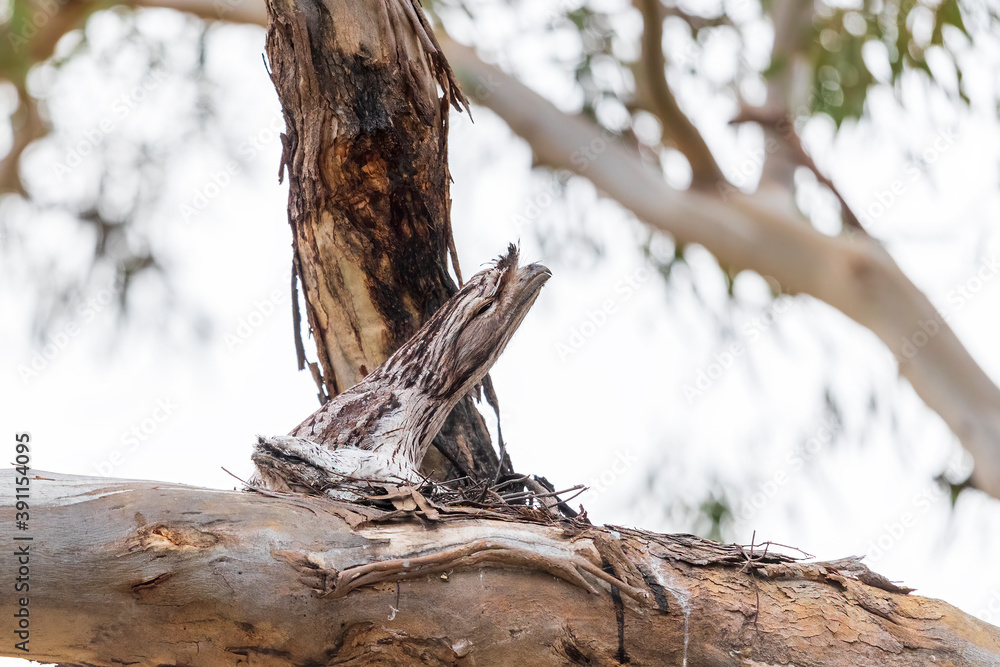 A big-headed stocky Australian native bird known as a Tawny Frogmouth ...