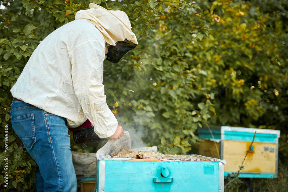 male beekeeper works in an apiary, using beekeeper's tools, man smokes ...