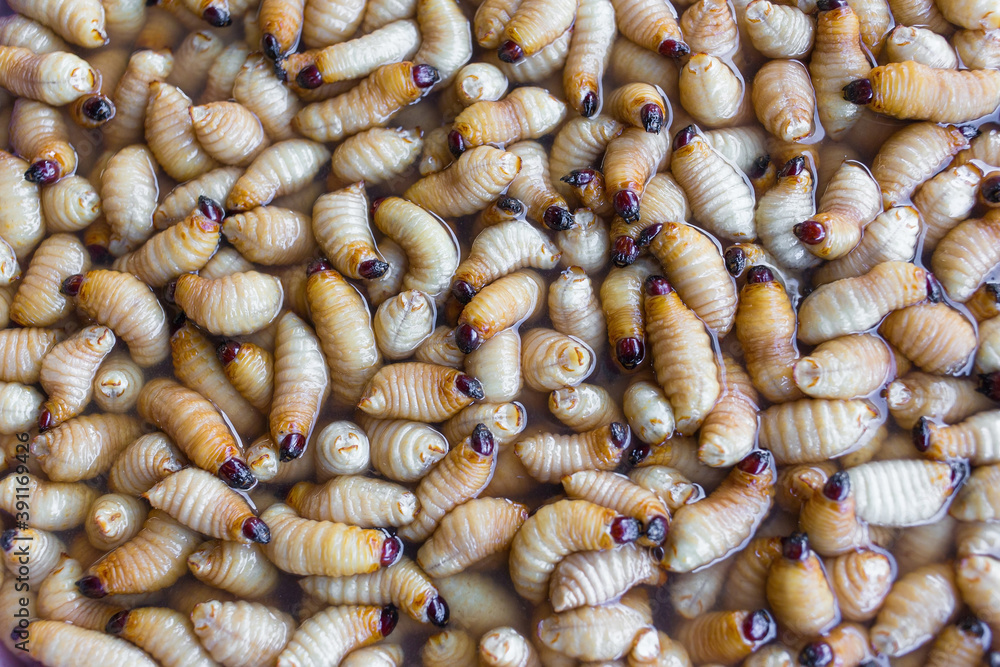 The palm weevil is one of species of snout beetle. This is beetle worm ...