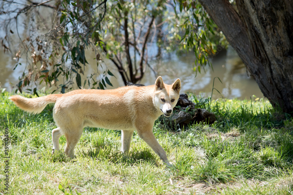 the dingo is an Australian native dog Stock Photo | Adobe Stock