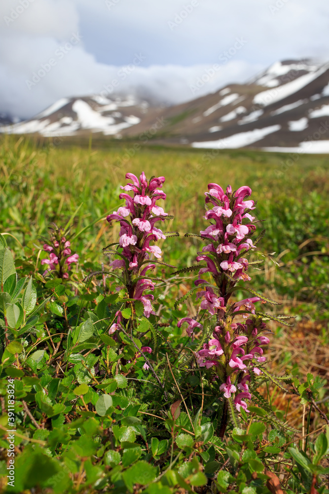 Beautiful flowers of lousewort (Pedicularis) in a mountain valley. Wild ...
