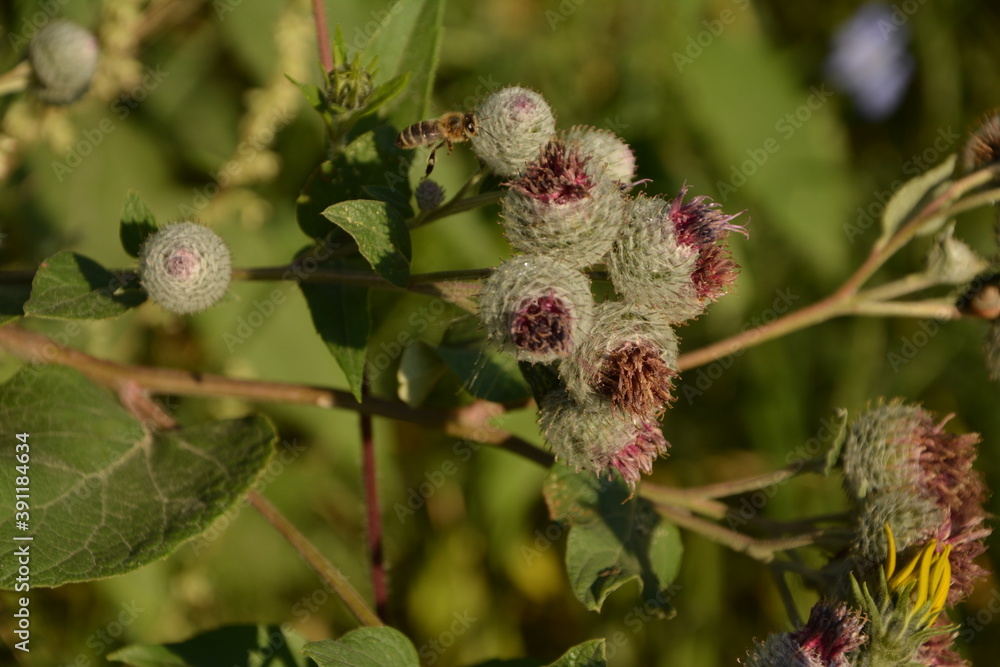 Pink flowers of prickles of a burdock. Medicinal plant. Herbal. Weed ...
