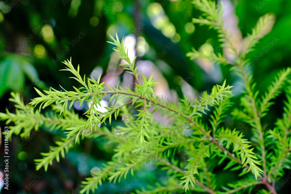 White Cloud Tree's golden leaves (Melaleuca bracteata) with blurred ...