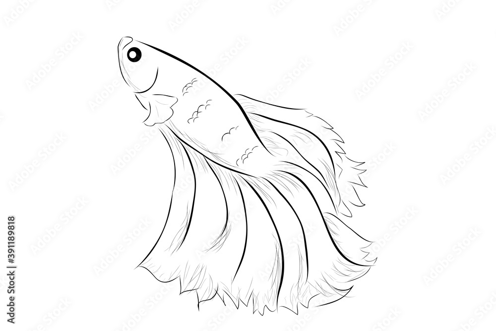 Simple Outline Vector Betta or siamese fighting fish, Giant Half Moon ...