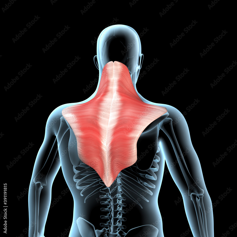 3d Illustration of the Trapezius Muscles Anatomical Position on Xray ...