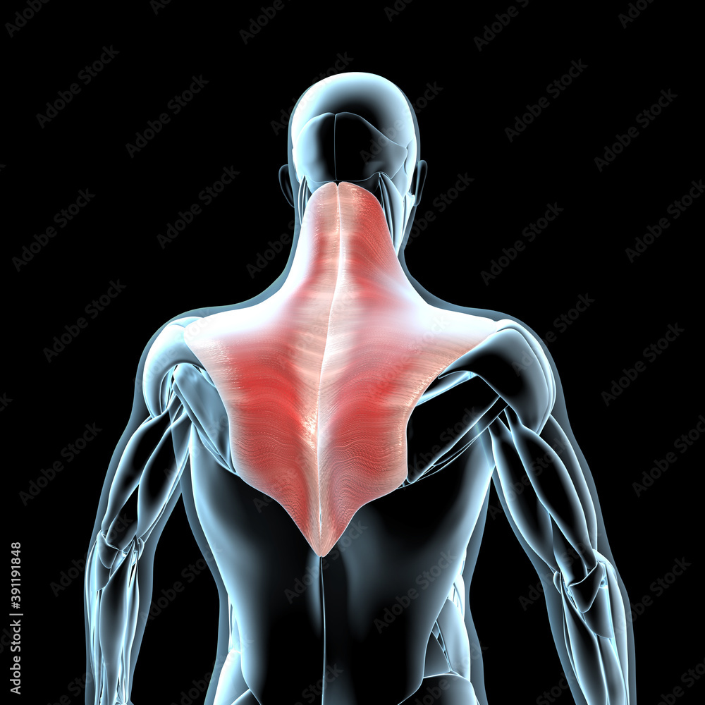 3d Illustration of the Trapezius Muscles on Xray Musculature Stock ...