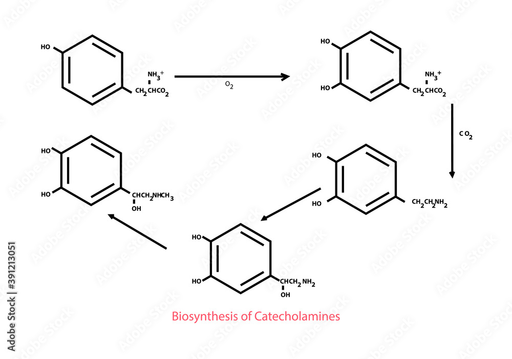 Biosynthesis of catecholamines chemical reaction outline structure ...