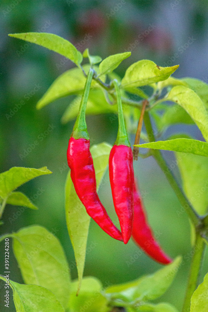 Foto de Ripen homegrown Malagueta chili pepper, a variety of the ...