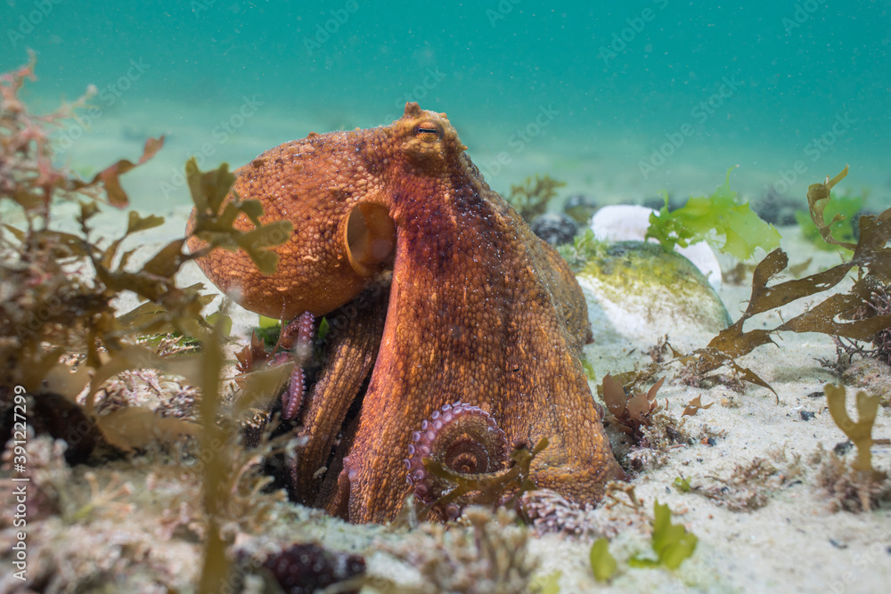 Foto de Close up of a Common Octopus (Octopus vulgaris) sitting on top ...