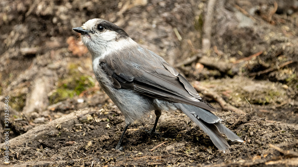 Canada jay, also known as Whisky Jack or Gray Jay sitting on the forest ...
