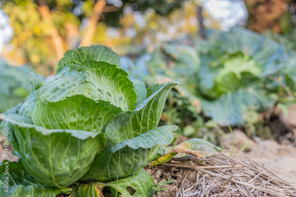 Soft focus of Big cabbage on the ground in the morning with mild ...