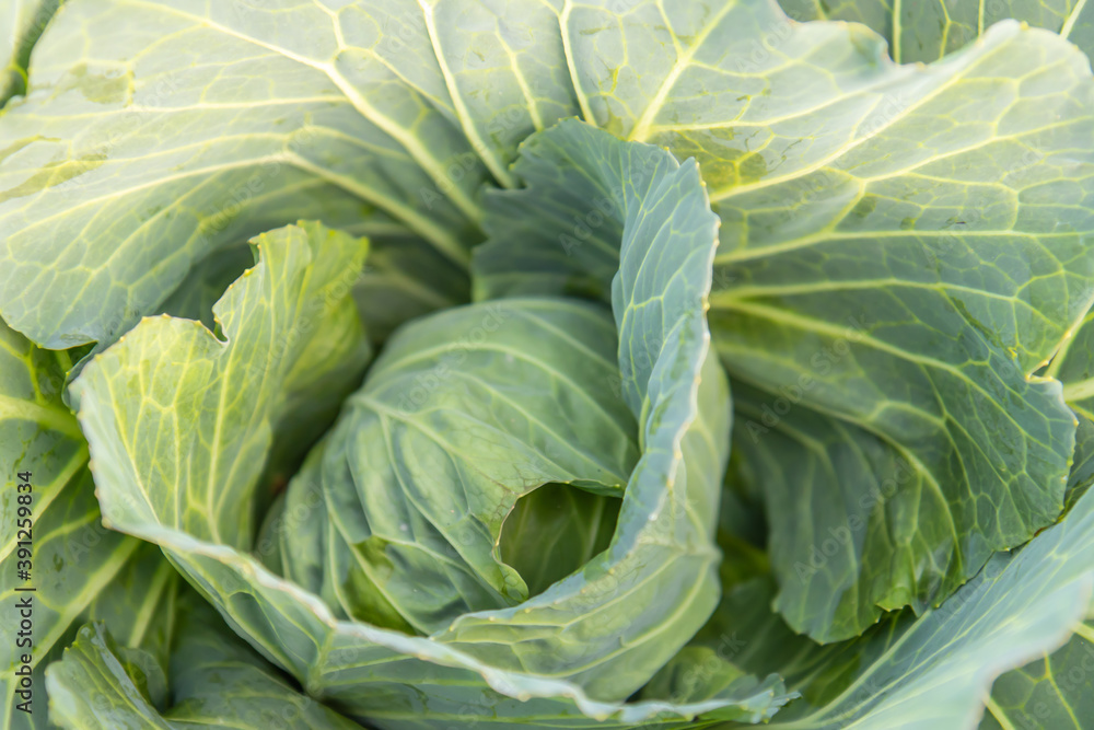 Soft focus of Big cabbage on the ground in the morning with mild ...
