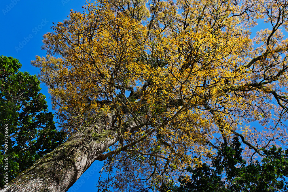 Mahogany (Swietenia macrophylla) in tropical rainforest, Rio, Brazil ...