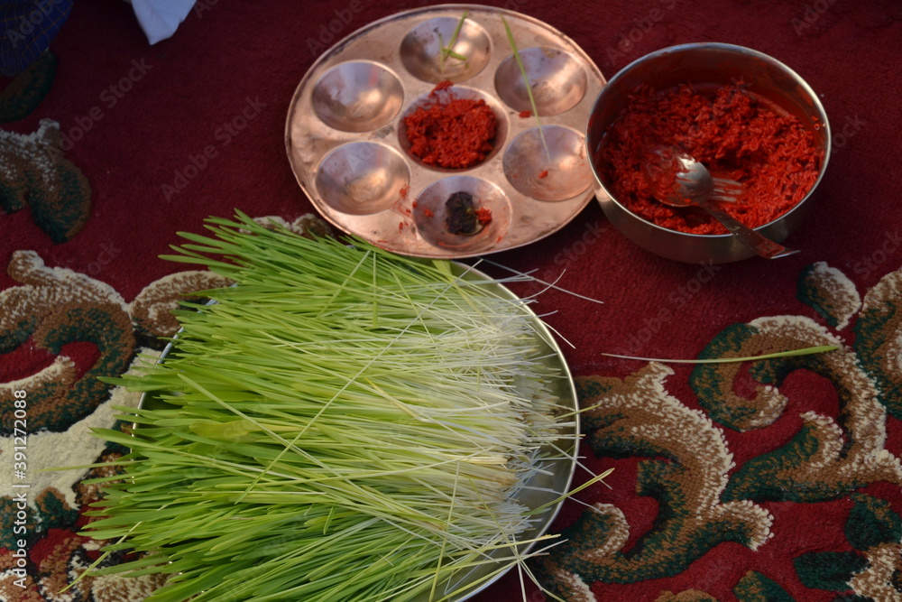 Barley seedlings called 'Jamara' in Nepali language and traditional red ...