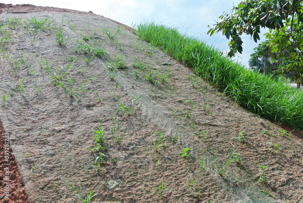 Foto de Permanent slope protection using the close turfing method to ...