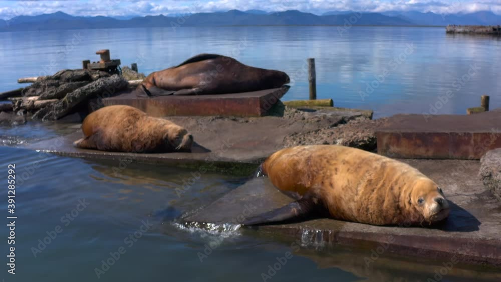 Northern sea lions are one of the smallest pinnipeds in the North ...