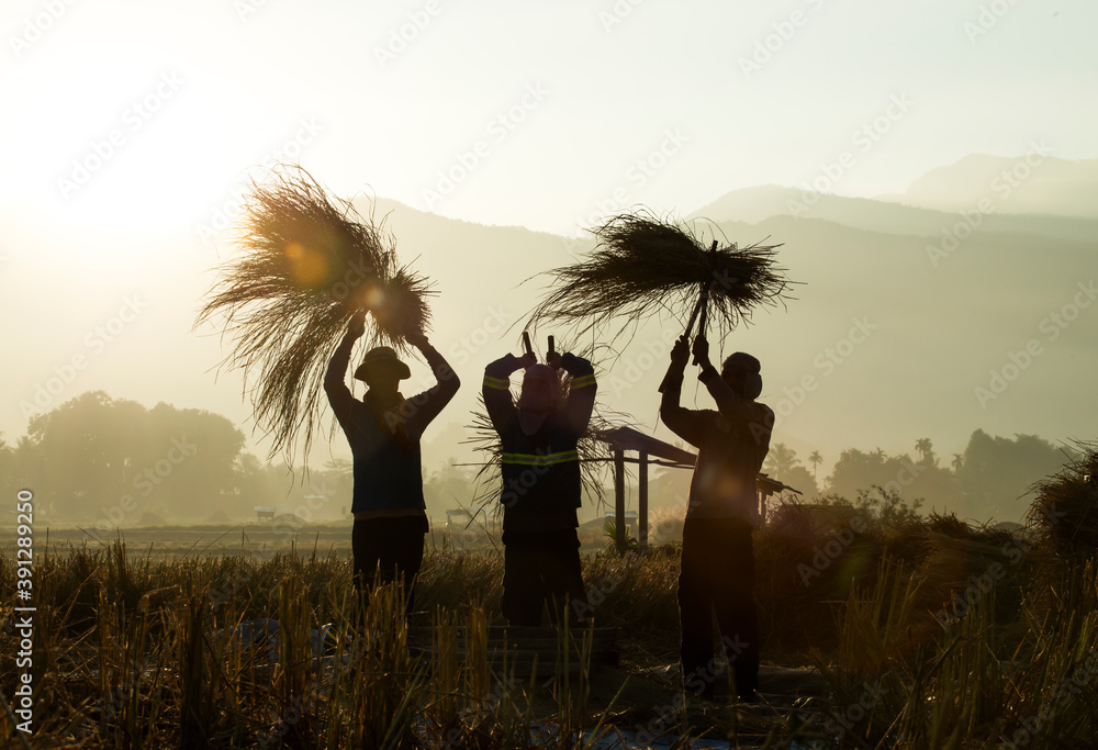 Farmers silhouettes threshing rice at sunrise. Rice grain threshing ...