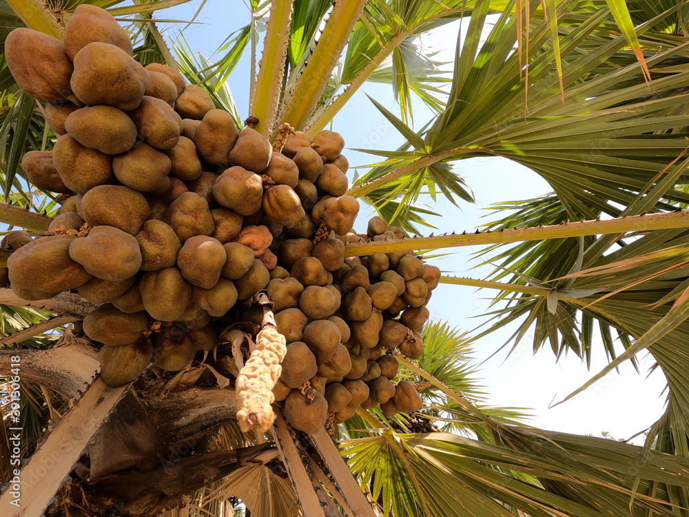 The Lala palm - Hyphaene ; A colorful fruits, round flat, hard shell ...