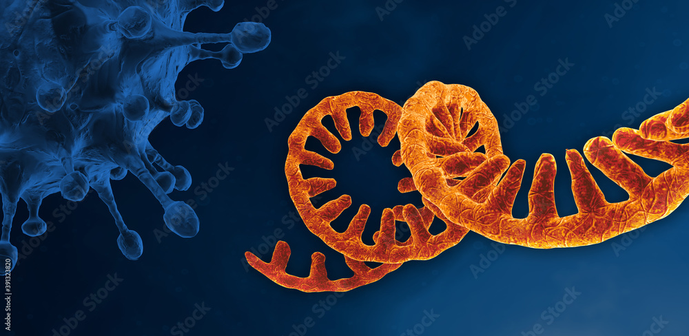Coronavirus RNA strand. Medical illustration. Microscopic view of SARS ...