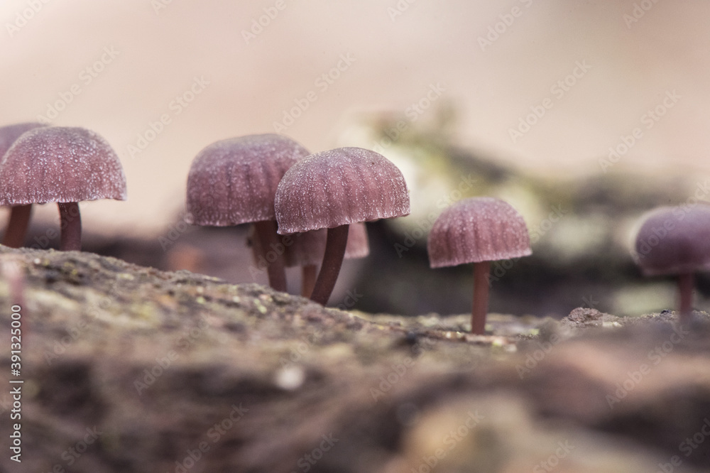 Mycena meliigena tiny purple colored mushroom growing on decaying wood ...