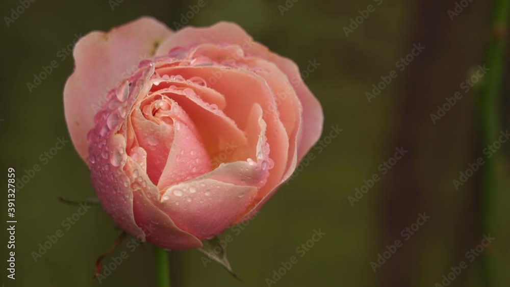 Orange rose blowing in windy day and rain drops, English rose in the ...