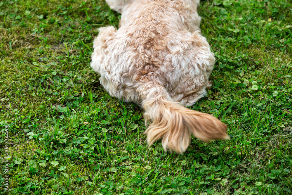 High angle view of rear end of a red coated young Cavapoo lying on a ...