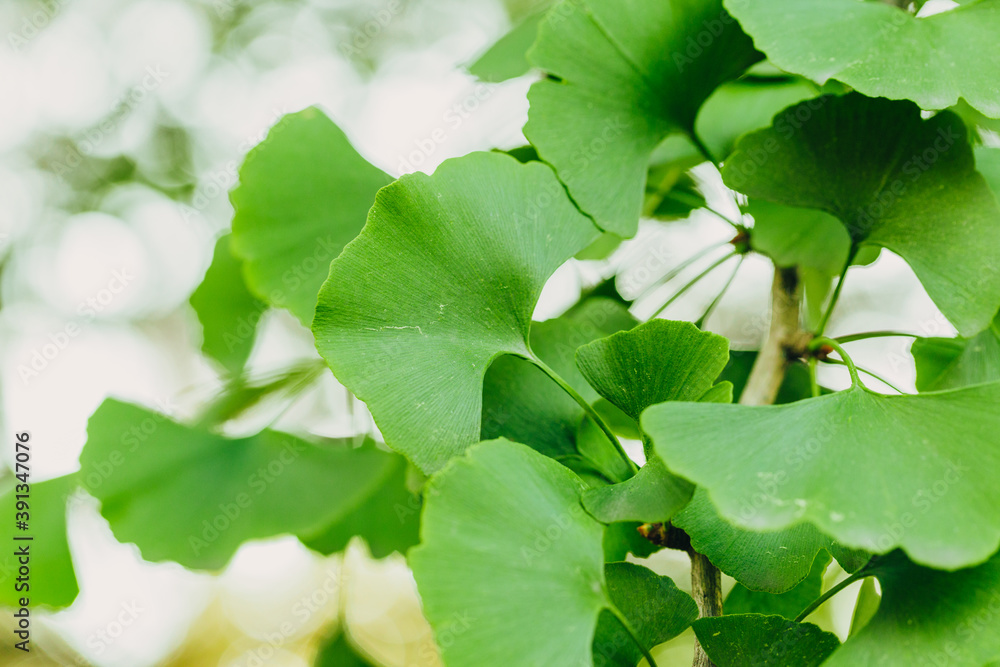 Close-up brightly wet green leaves of Ginkgo tree (Ginkgo biloba ...