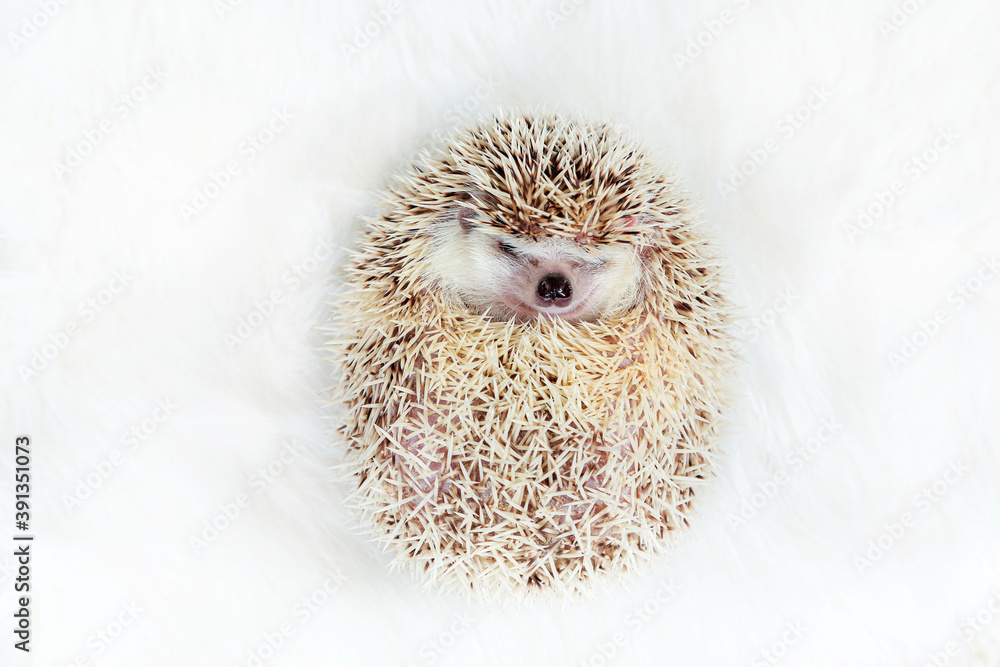 African Pygmy Hedgehog Ball