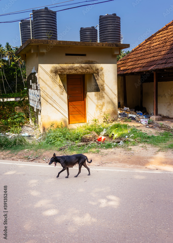 Stray dog in streets of India Stock Photo | Adobe Stock