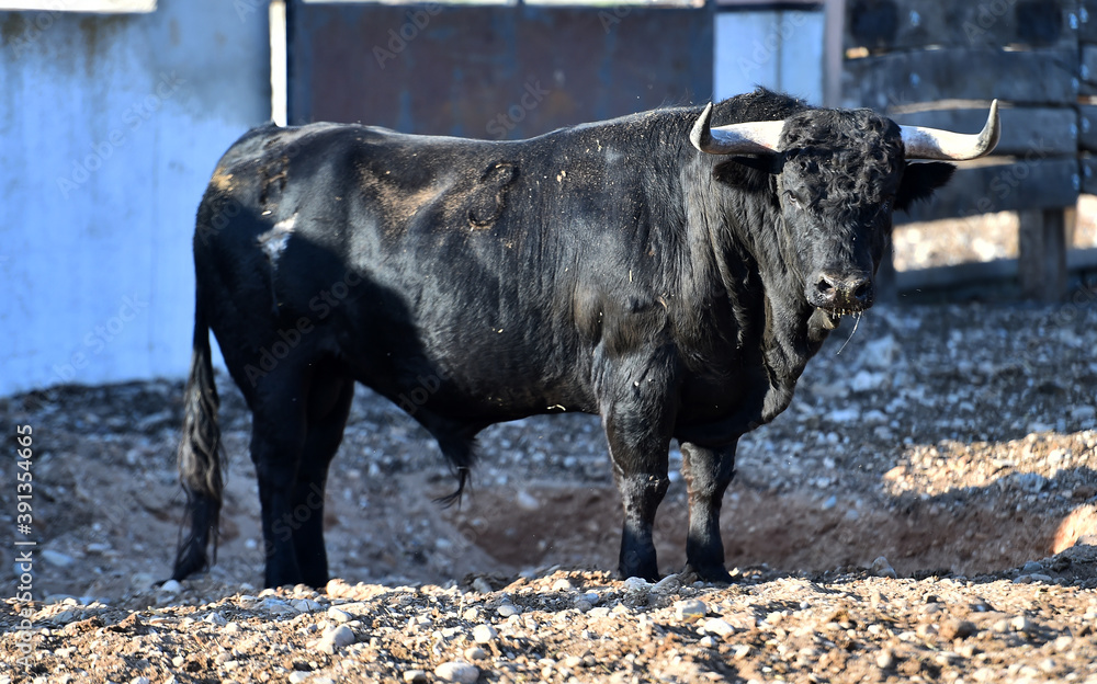 toro español corriendo en un tradicional espectaculo de toreo en una ...