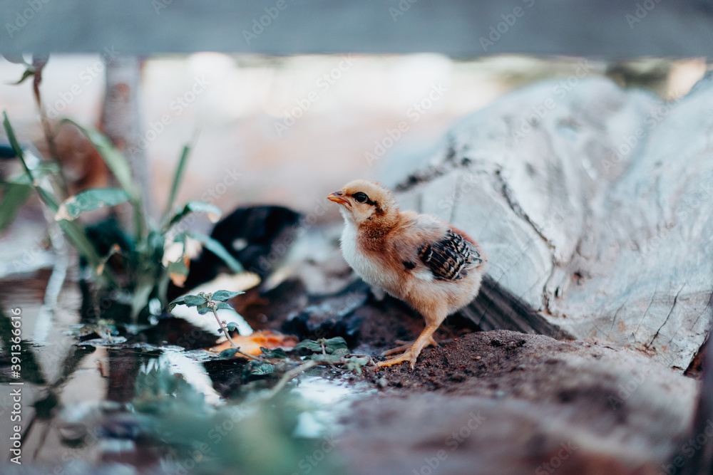 Pollito amarillo bebiendo agua en paisaje natural Stock Photo | Adobe Stock