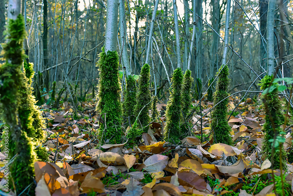 Moos, Moss an Baumstämmen, bemooste Bäume, junge Bäume mit Moos ...
